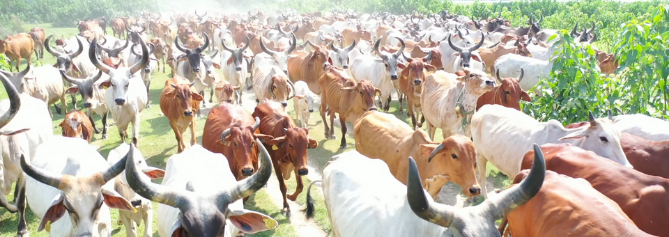 Goshala Donation: Online Cow Donation in India |Krishnayan Gauraksha