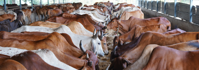 Goshala Donation: Online Cow Donation in India |Krishnayan Gauraksha