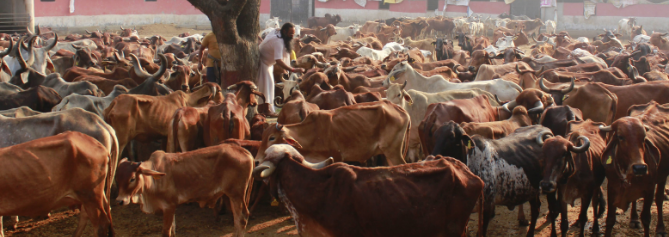 Goshala Donation: Online Cow Donation in India |Krishnayan Gauraksha