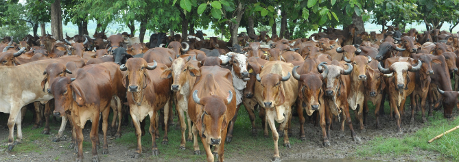 Goshala Donation: Online Cow Donation in India |Krishnayan Gauraksha