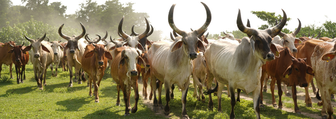 Goshala Donation: Online Cow Donation in India |Krishnayan Gauraksha