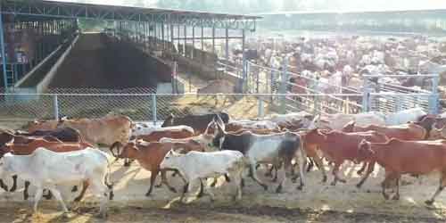 Krishnayan Gauraksha: Online Cow Donation in India | Desi Goshala