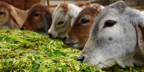 Krishnayan Gauraksha: Online Cow Donation in India | Desi Goshala