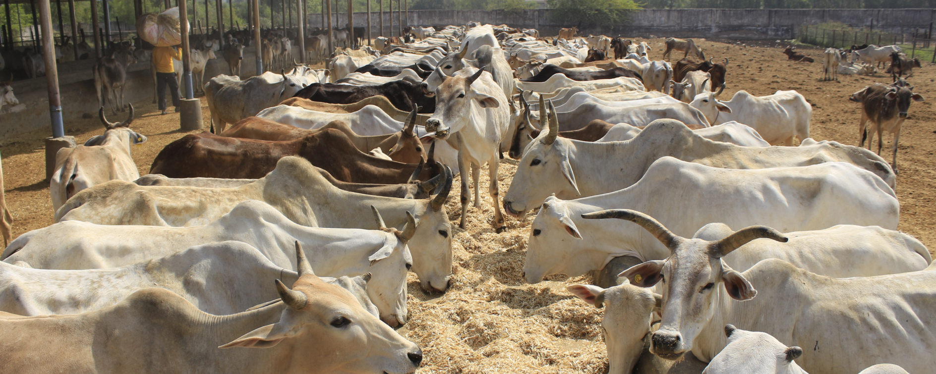 Krishnayan Gauraksha : Online Cow Donation in India